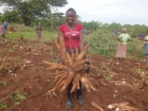 Ugandan GM cassava passes field test - PanAfrican Agriculture