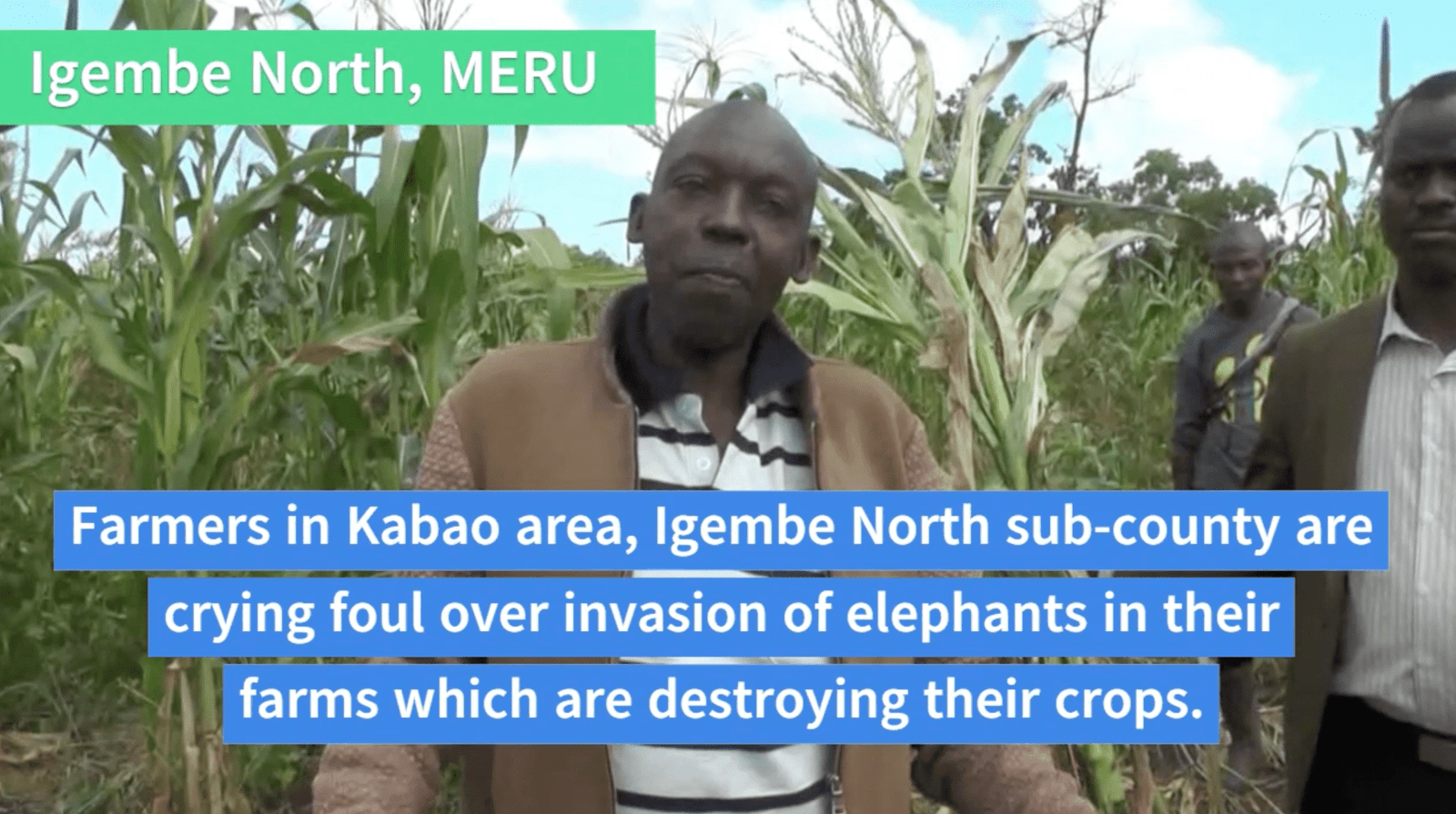 Farmers cry foul over elephants Invasion - PanAfrican Agriculture