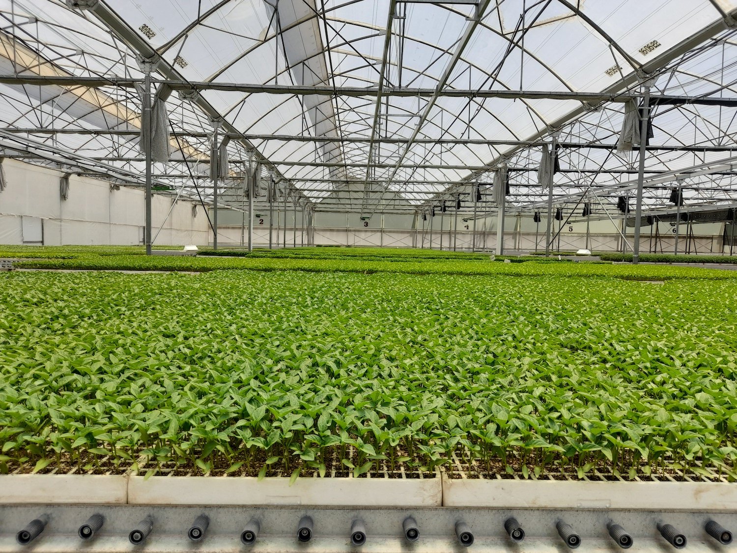 Automated propagation relieves seedlings headache for farmers ...