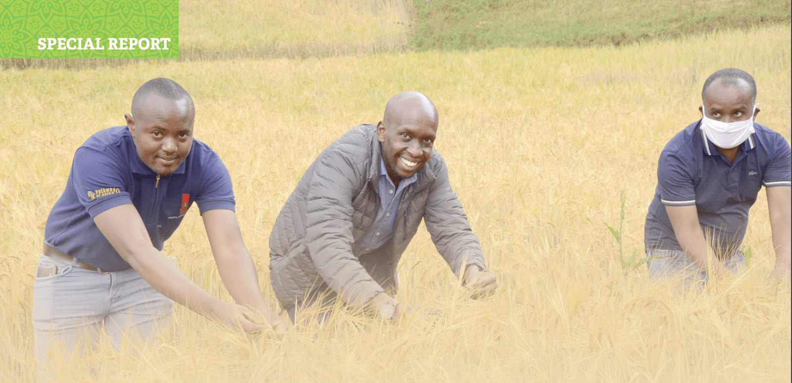 Brewing industry demand grows barley, sorghum market in Uganda ...