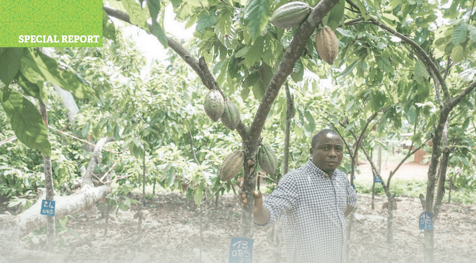Cameroon's research, extension programme boosts cocoa yields ...