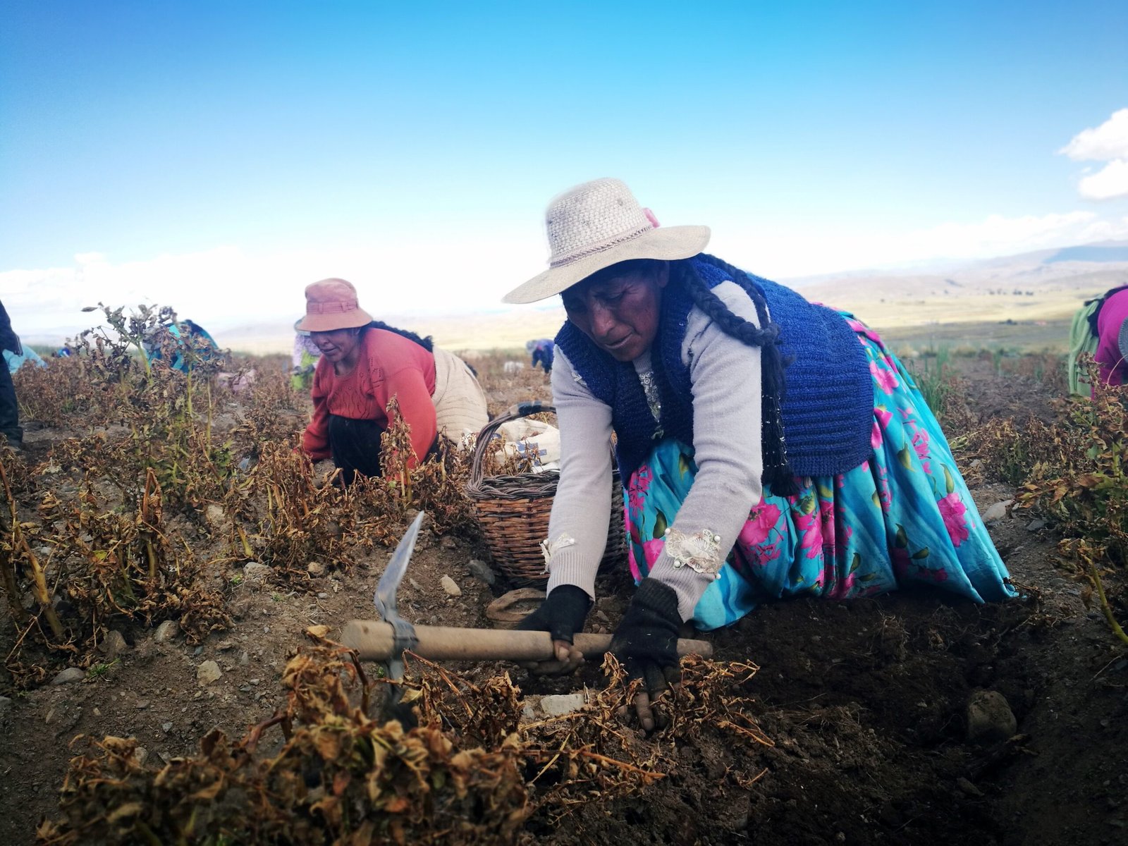 El Niño: FAO’s updated Anticipatory Action and Response Plan urgently ...