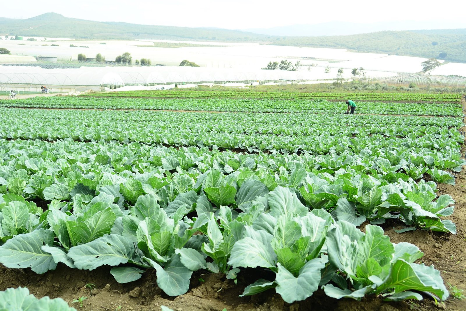 Changes in farm and food production can cut greenhouse emissions by a ...
