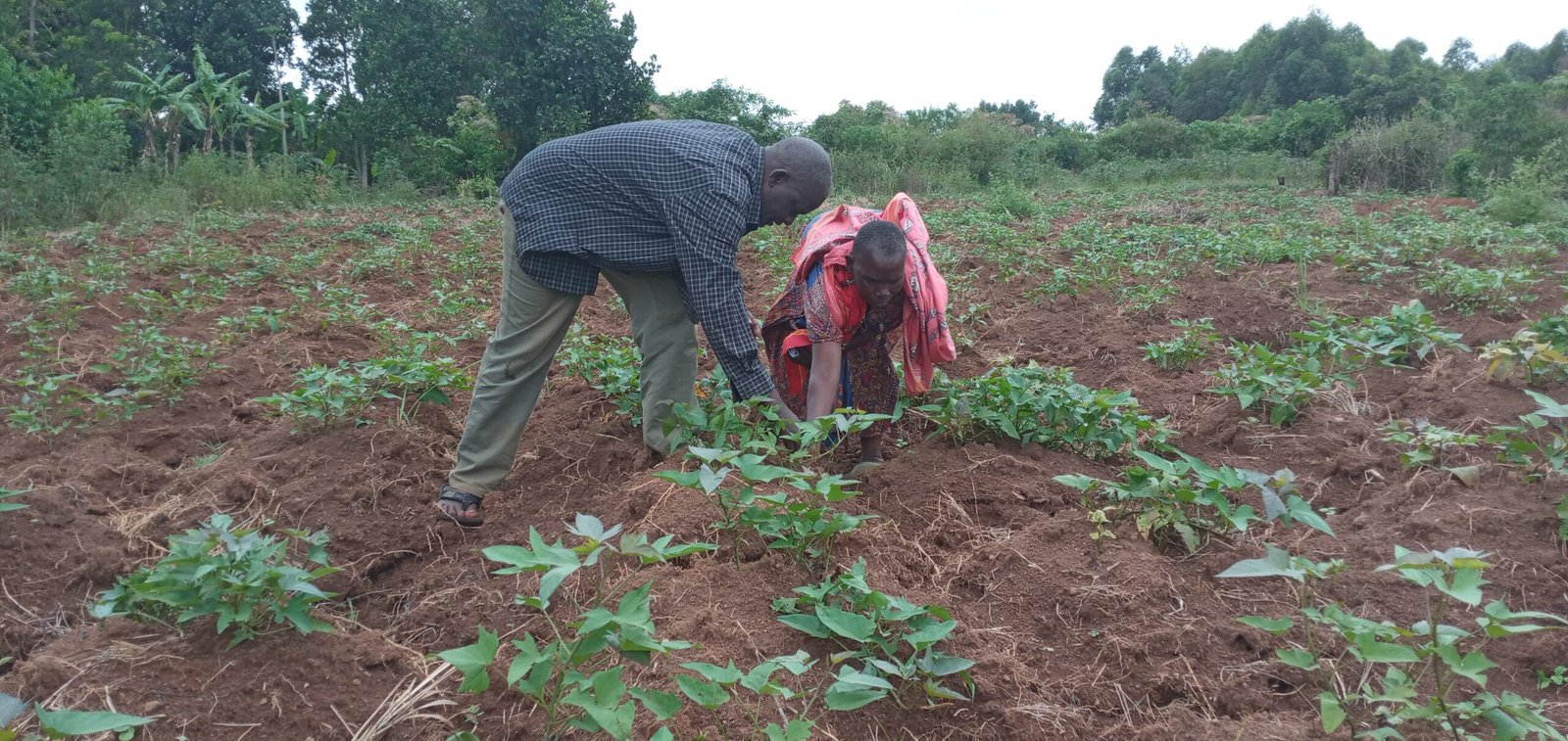 Cooperative eases sweet potato farmers’ land worries - PanAfrican ...