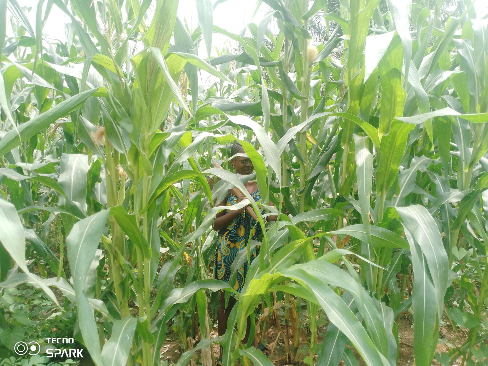 Cameroon banks on 600,000ha scheme to give affordable land to farmers ...