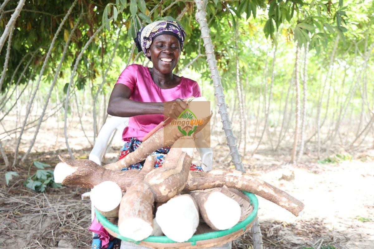 GM Cassava resistant to Brown Streak Disease nears commercial rollout ...