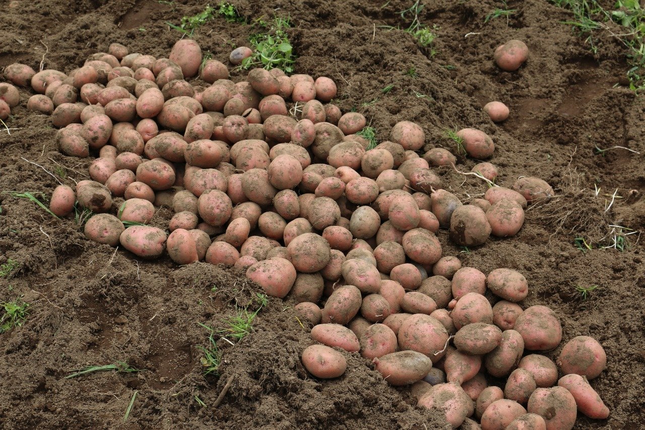 CIP scientists develop new disease-resistant potato variety, a lifeline ...