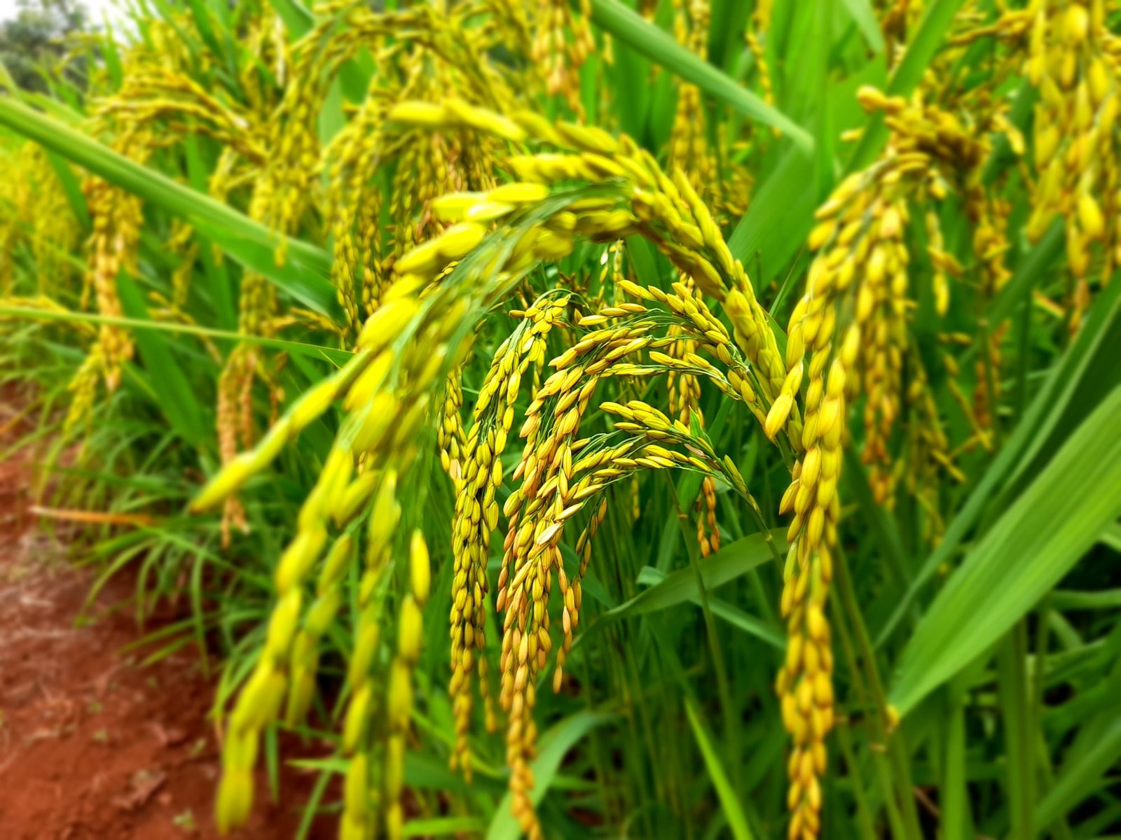 Kenya’s Komboka rice becomes first variety to be traded across Eastern ...