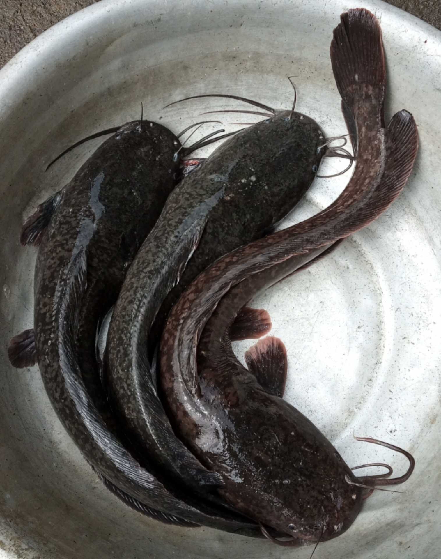 High-yield broodstock transforming Cameroon’s fish farming - PanAfrican ...